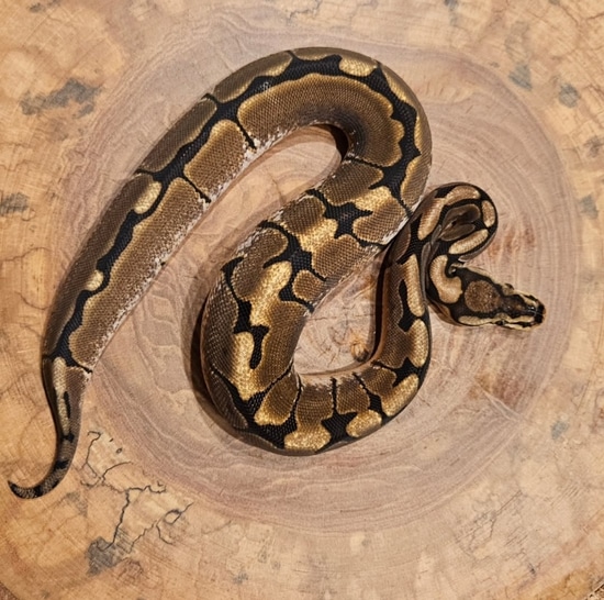 Yellowbelly Spider Ball Python by Jasons Snakes and Reptiles