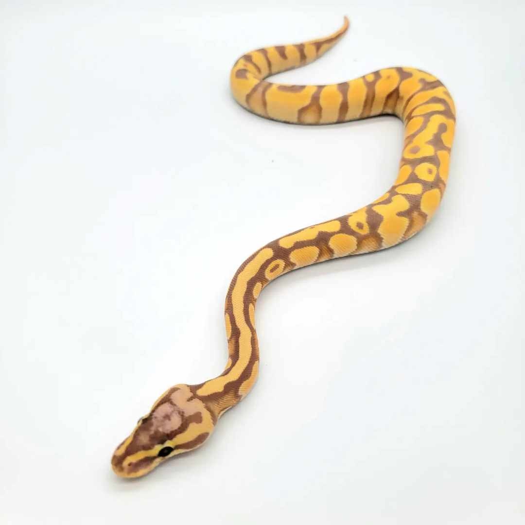 Banana Enchi Pastel Het Pied Ball Python by Diamond State Exotics ...