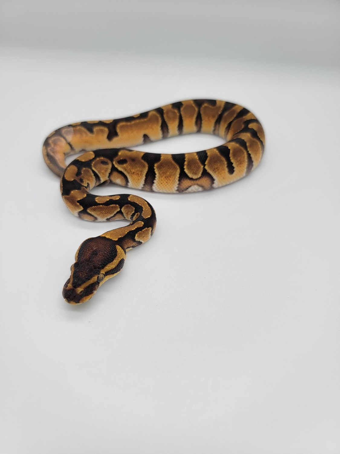 Enchi Het Pied Ball Python by Diamond State Exotics - MorphMarket