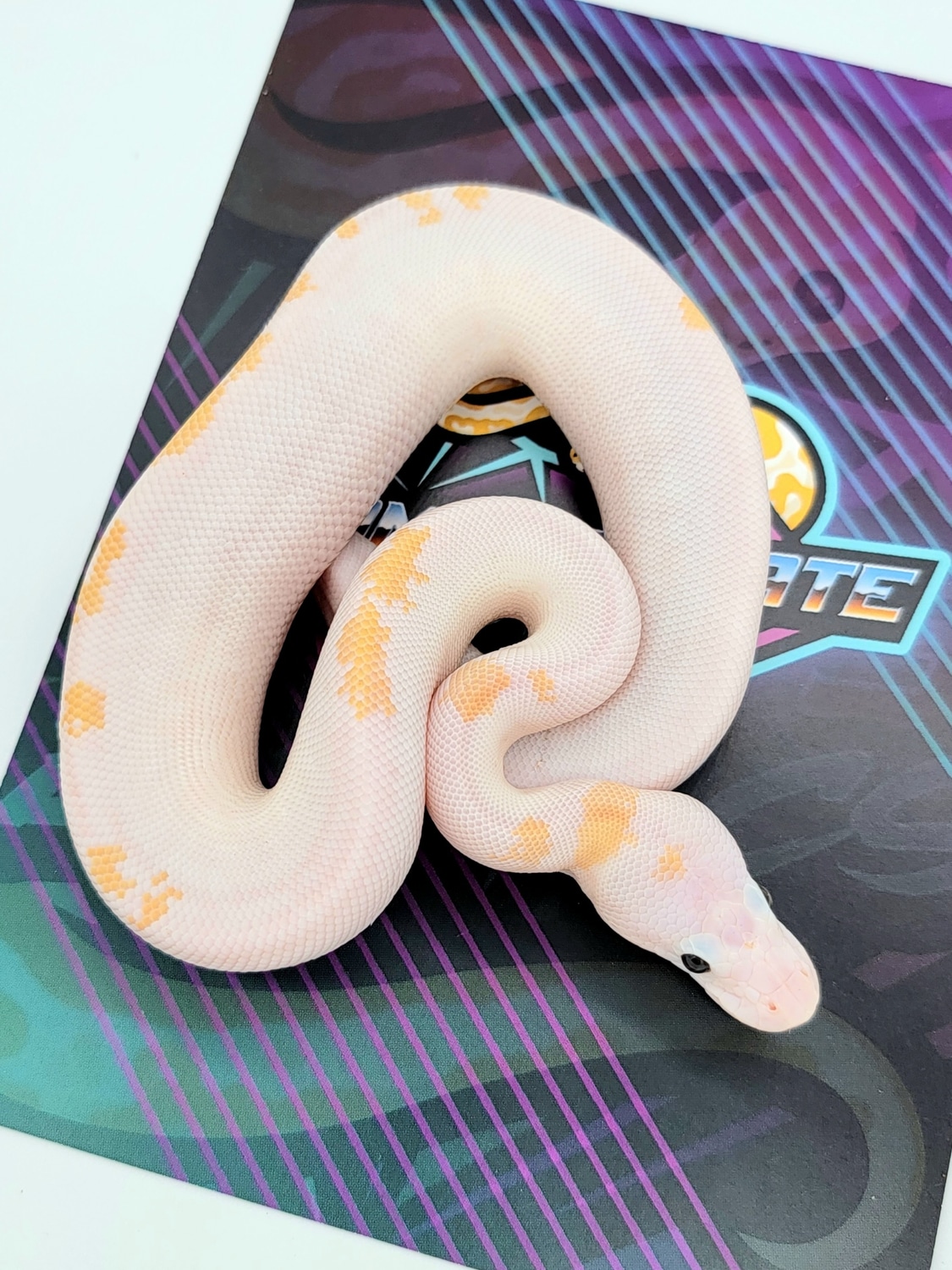 Super Fire Ball Python by Diamond State Exotics - MorphMarket