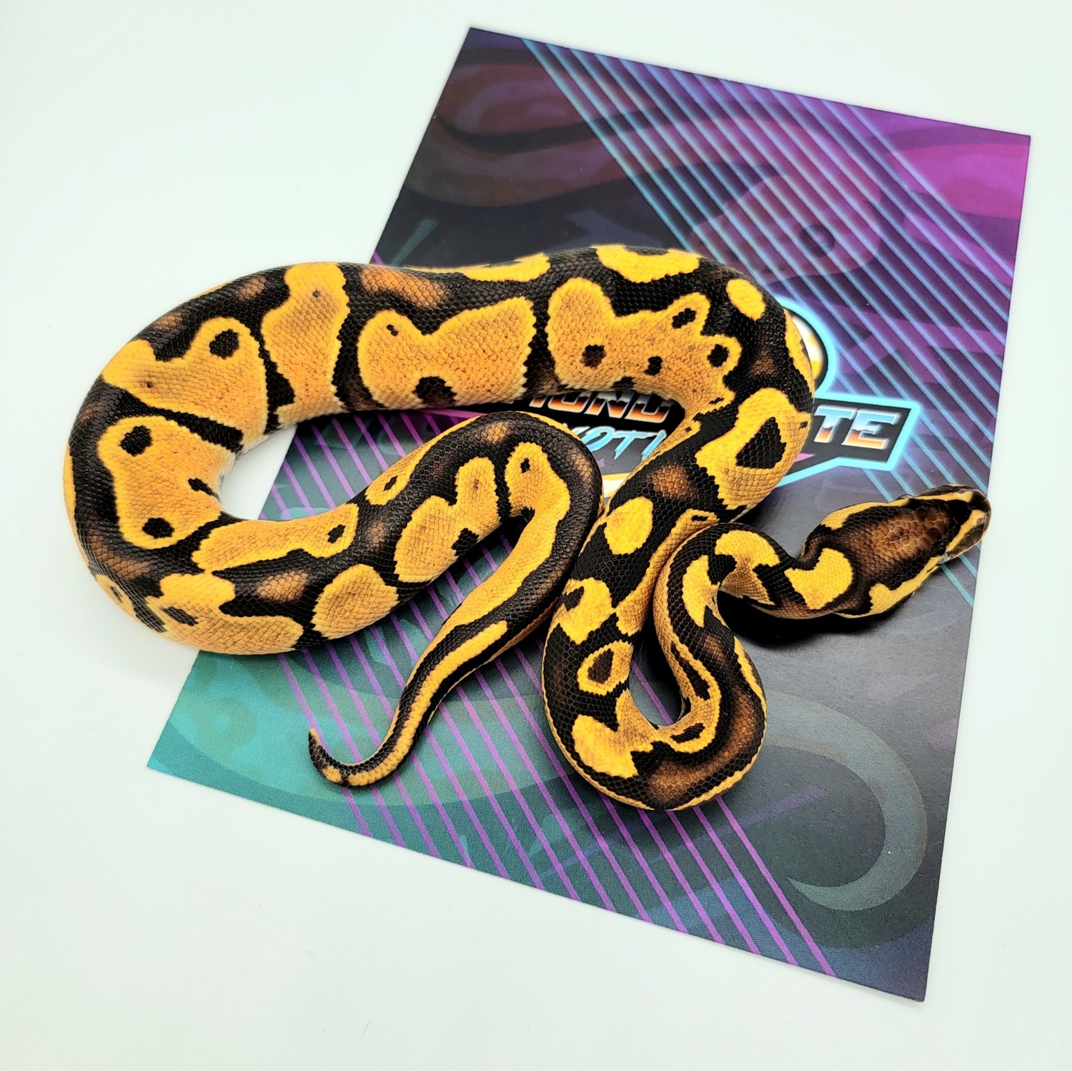 Fire Orange Dream Ball Python by Diamond State Exotics - MorphMarket