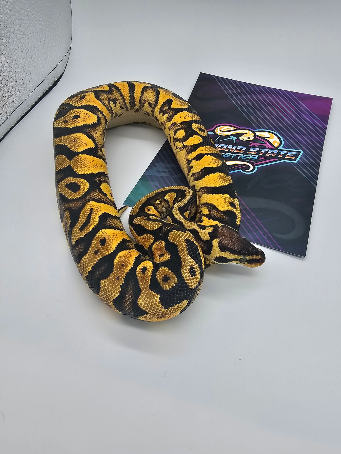 Pastel Enchi Het Pied Ball Python by Diamond State Exotics - MorphMarket