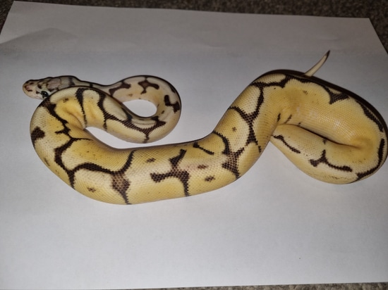 OD Enchi Fire Bumblebee Ball Python by Mayne Morphs