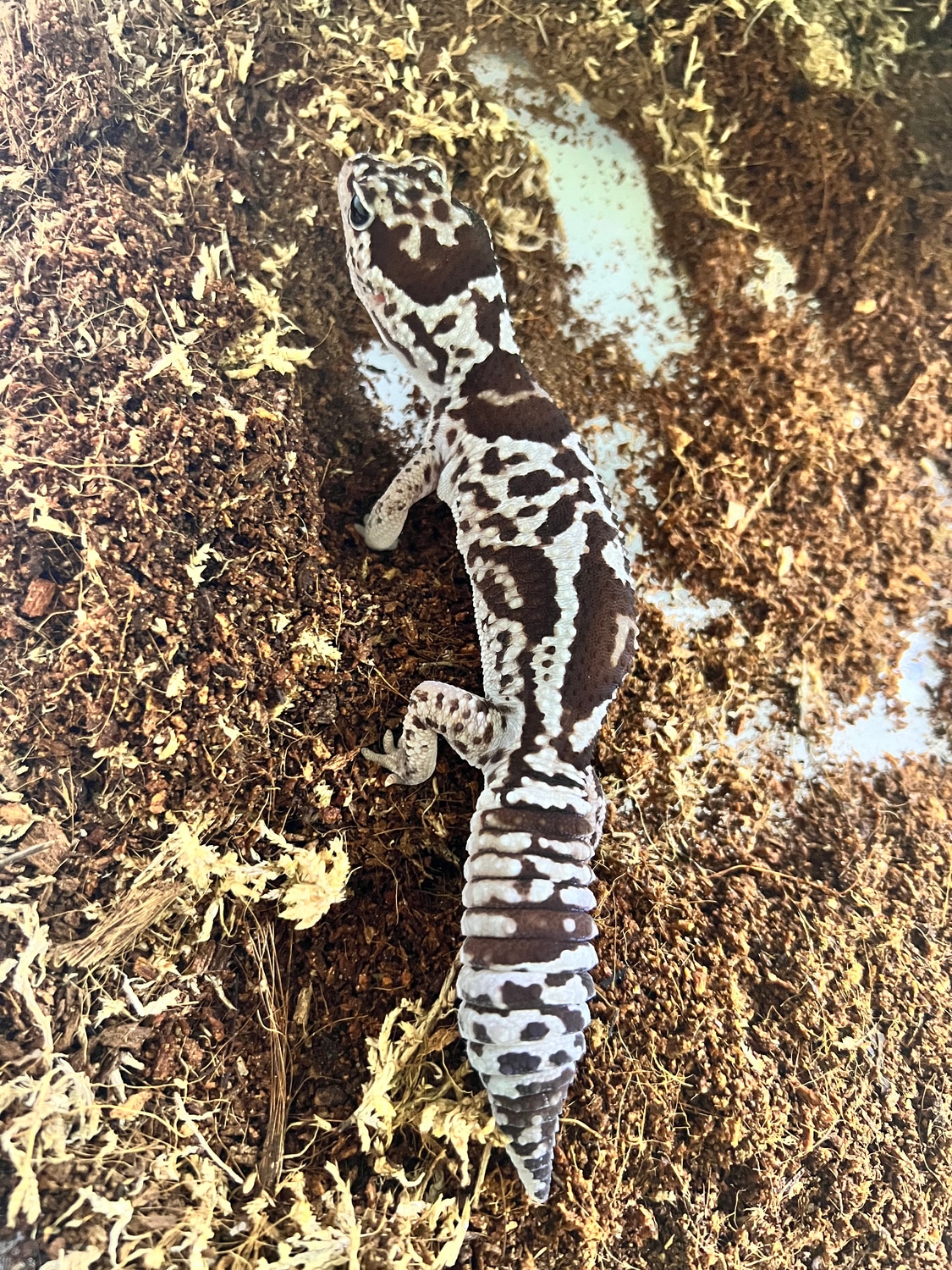 Whiteout Oreo African Fat-Tailed Gecko by Java's Jungle - MorphMarket