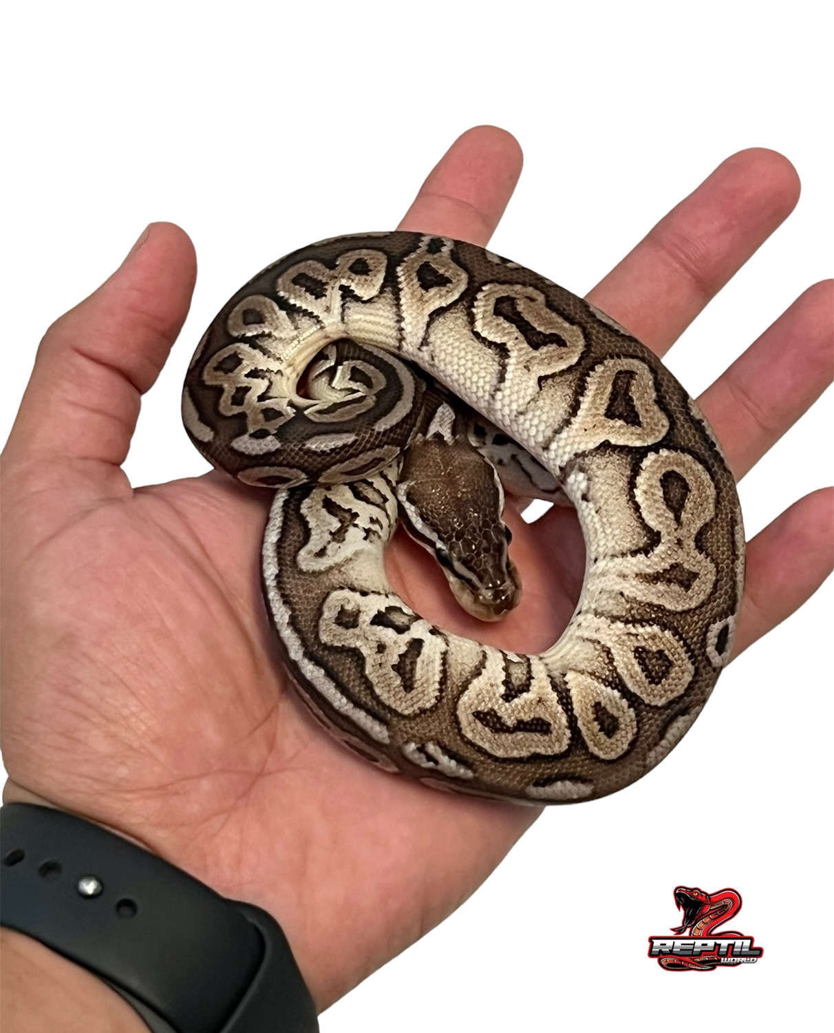 Beautiful Baby Pewter !! Ball Python by Reptile World Jf - MorphMarket