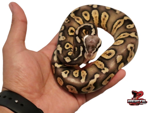 Super Pastel Het Desert Ghost Pos Het G- Stripe Ball Python by ...