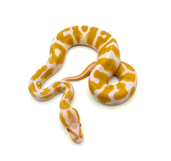 Orange Dream Yellow Belly Het Pied Ball Python by Reptilworld Fc Llc
