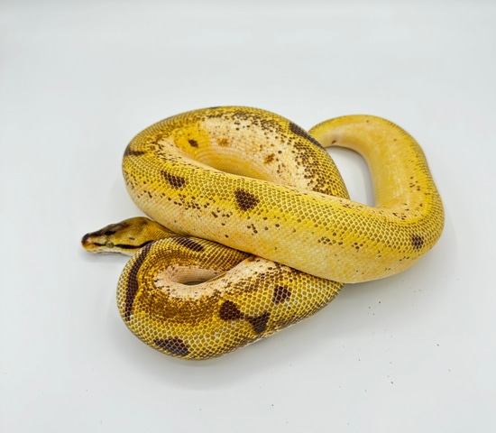 Od Enchi Spider Leo Yb Ball Python by Reptilworld Fc Llc