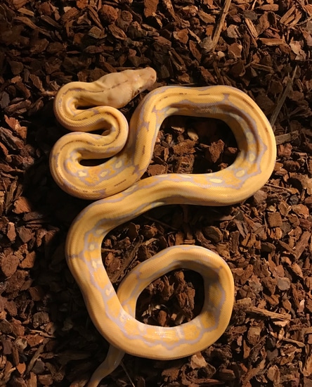 Purple Albino Tiger Reticulated Python by Heretics Exotics