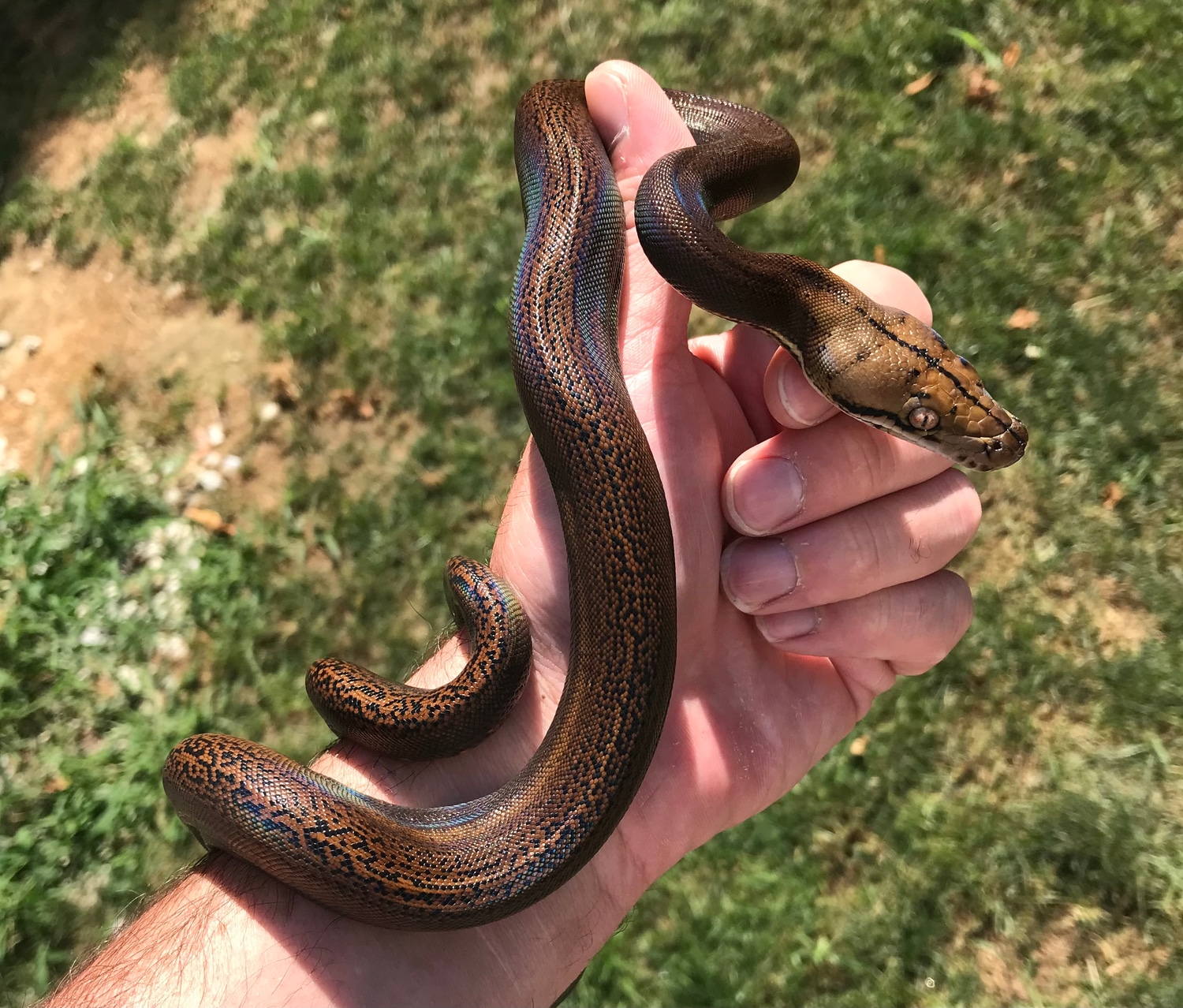 Golden Child Het Purple Albino Reticulated Python by Heretics Exotics ...