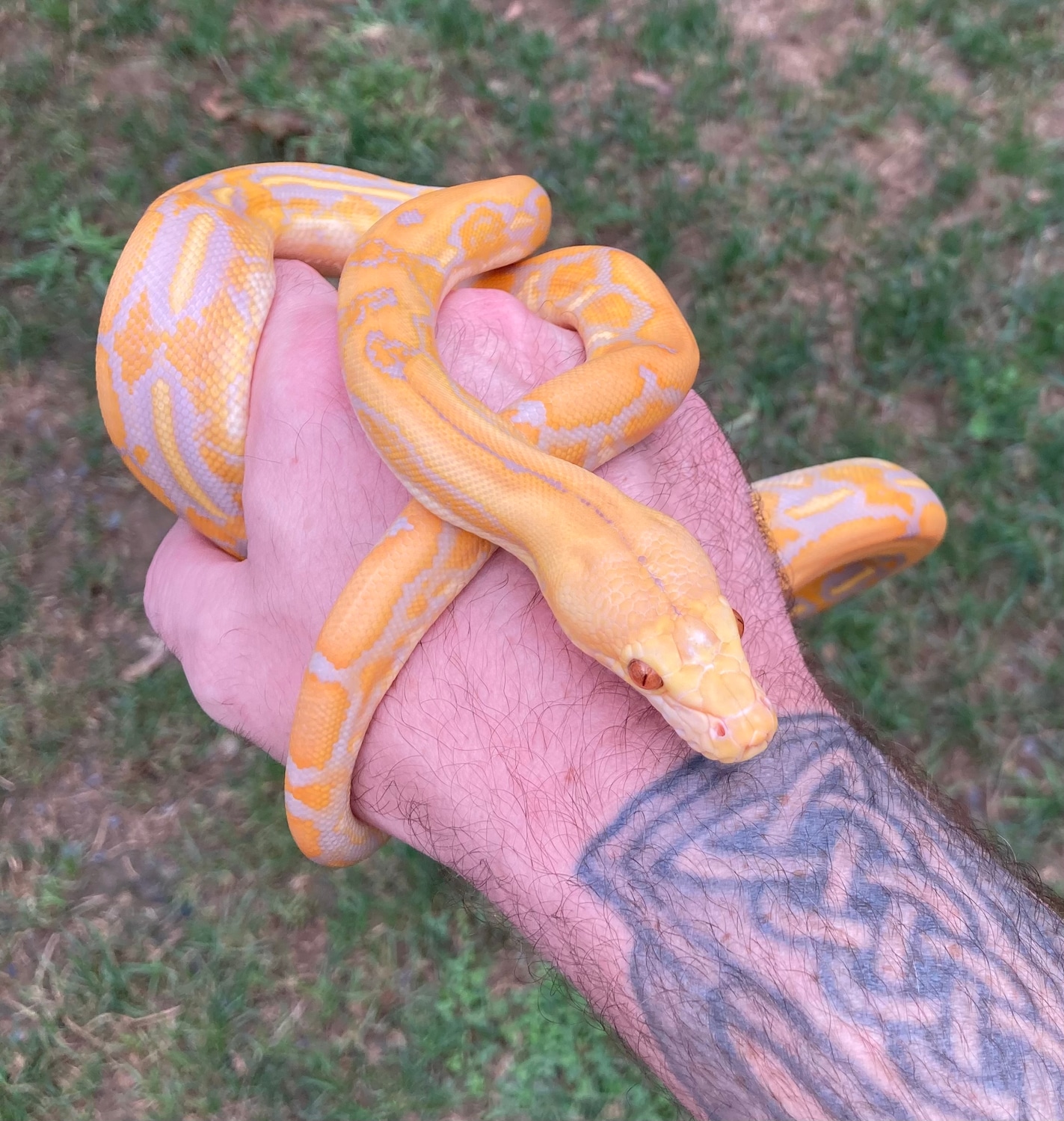 Gorgeous Purple Albino Tiger Reticulated Python by Heretics Exotics ...