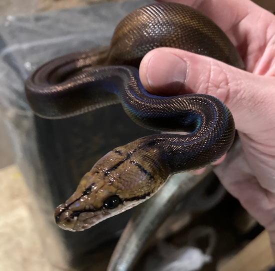 Blackchild Het Pied And Albino Reticulated Python by Heretics Exotics