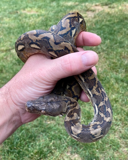 Sale! F2 50% Ternate Island Dwarf/12.5% Jampea Dwarf Reticulated Python ...