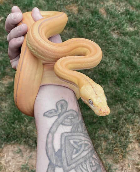 Purple Albino Goldenchild Tiger 25% SD 6.75% Jampea Dwarf Pos Het Anery ...