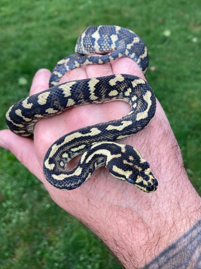 Stunning German X Highlighter Jungle Carpet Python by Heretics Exotics