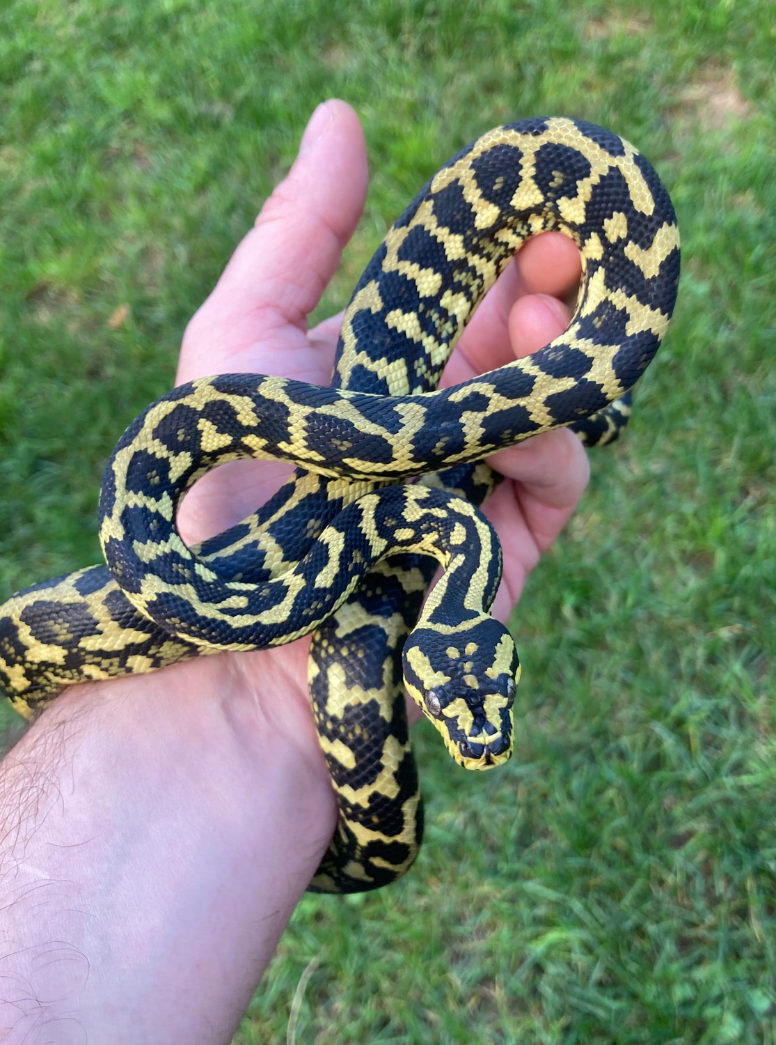 Free Shipping! Jungle Carpet Python by Heretics Exotics - MorphMarket