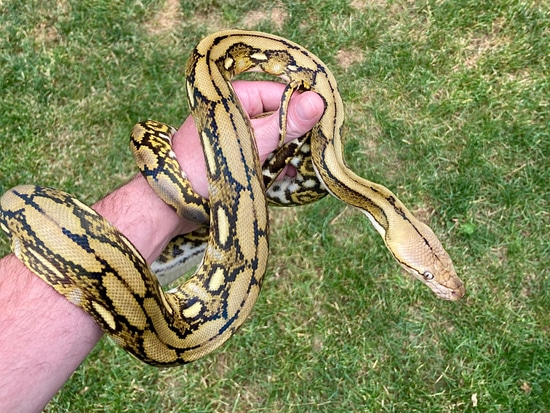 Gorgeous F2 50 Ternate Island Dwarf Tiger Free Shipping Reticulated