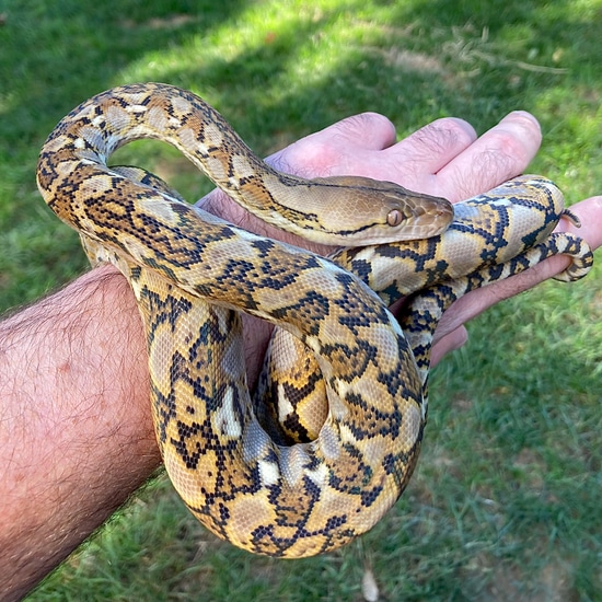 Exceptional 68.75% Kalaotoa Superdwarf Pos Het Snow! Reticulated Python ...
