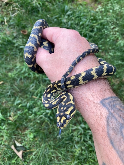 Stunning Pure Jungle Carpet German X Highlighter Line Jungle Carpet ...