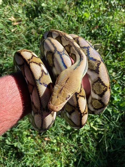 Classic Dwarf Tiger 87.5% Jampea Anery Reticulated Python by Heretics ...