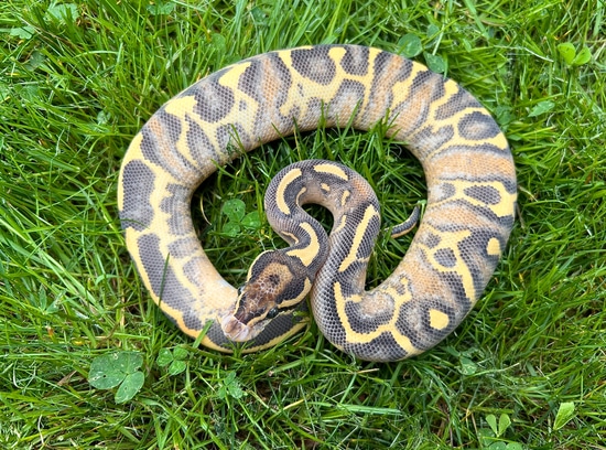 Stunning Leopard Highway 2023 Ball Python by Heretics Exotics