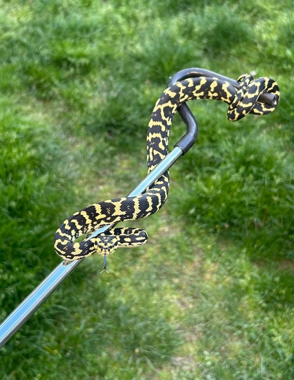 Beautiful Jungle Carpet Python! by Heretics Exotics