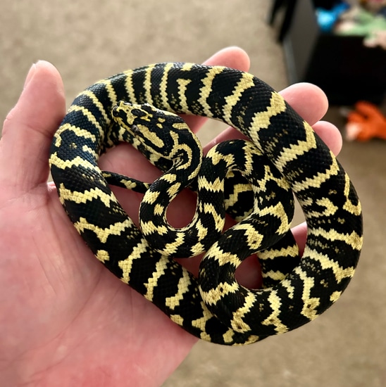 Exceptional Quality Pure Jungle Carpet Python by Heretics Exotics