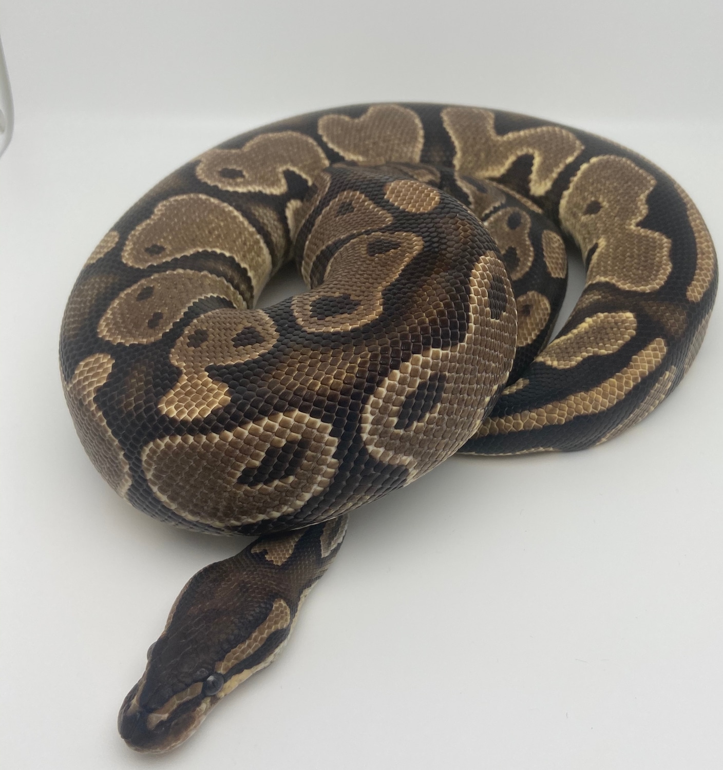 Genesis Ball Python by Jvk Reptiles Creation - MorphMarket
