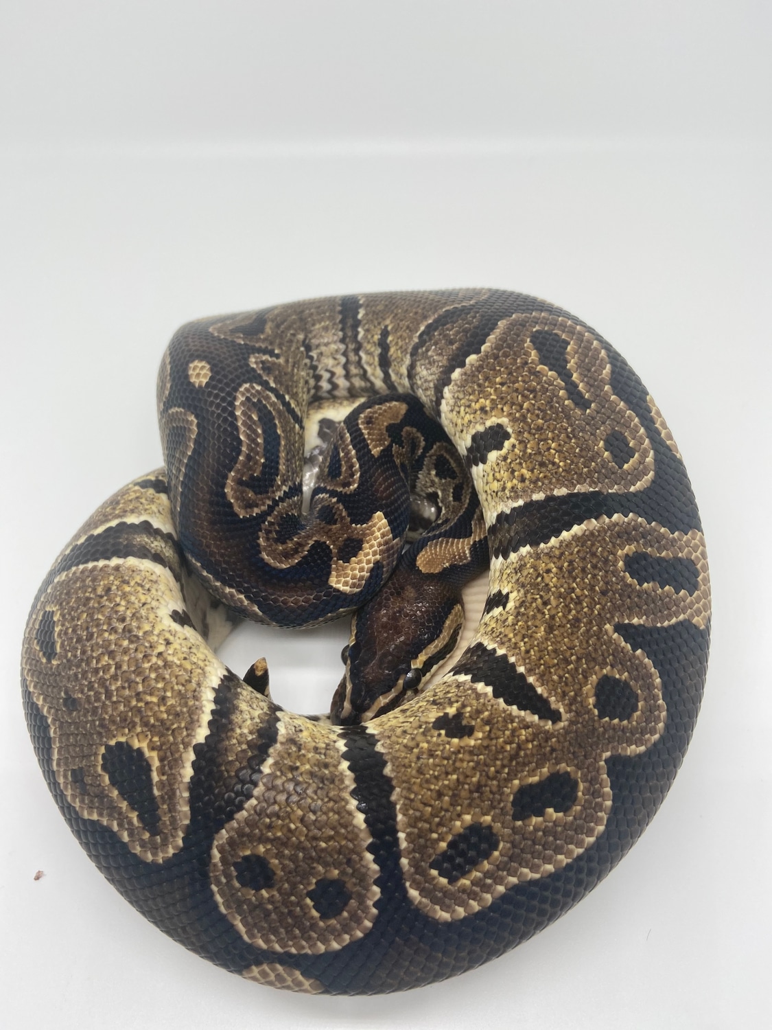Genesis Ball Python by Jvk Reptiles Creation - MorphMarket