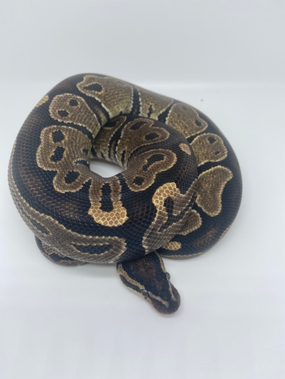 Genesis Ball Python by Jvk Reptiles Creation