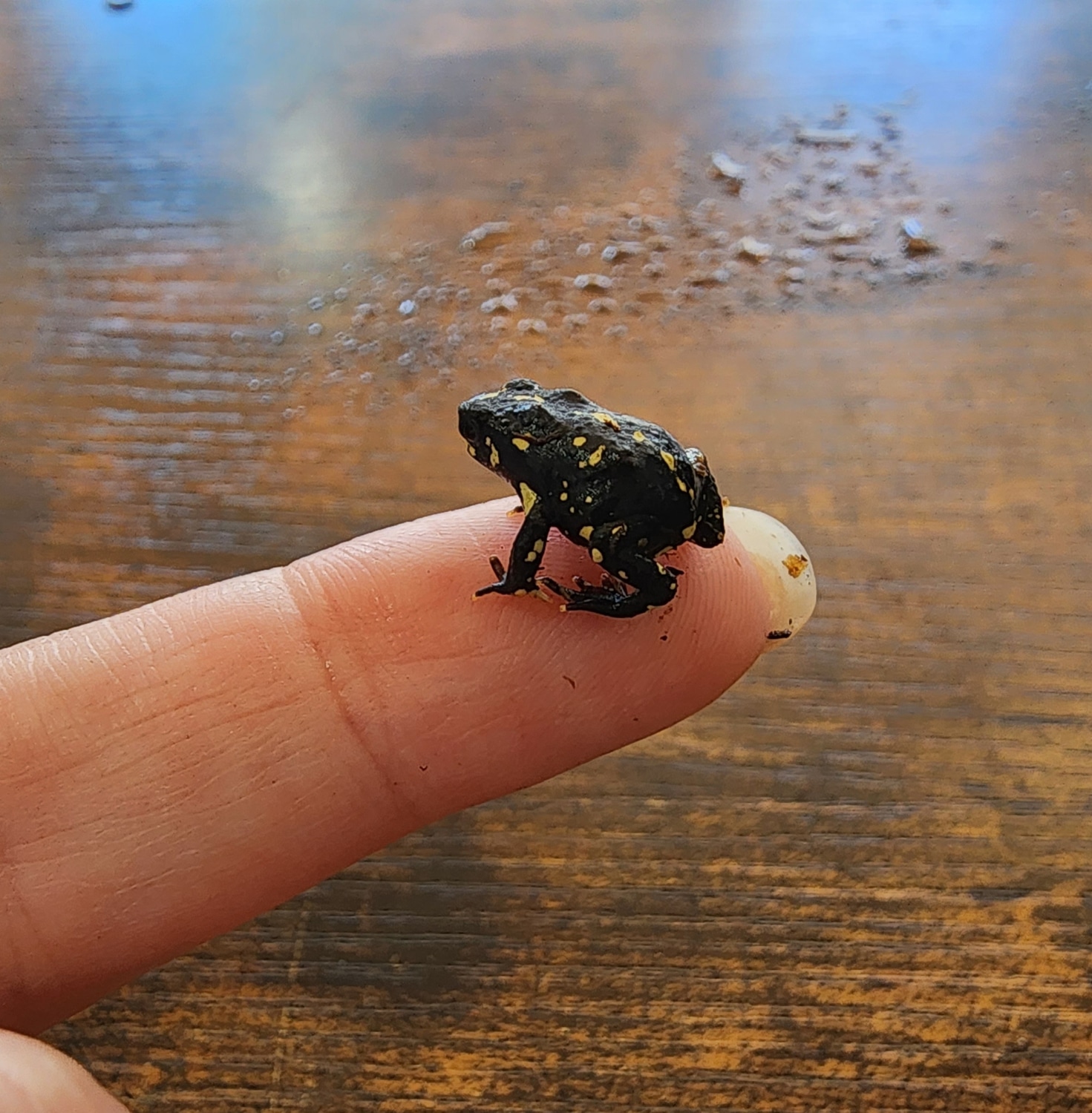 Bumblebee Toad by Jaws n Paws - MorphMarket
