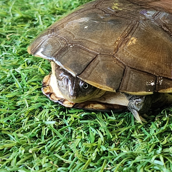 African Side Neck Turtle Side-Necked Turtle by Jaws n Paws