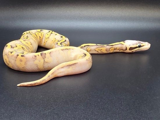 Super Pastel Fire Gravel Ball Python by Royally Morphadelic