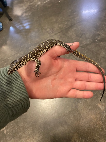 2023 Hatchling Nile Monitor by Jax's Exotics