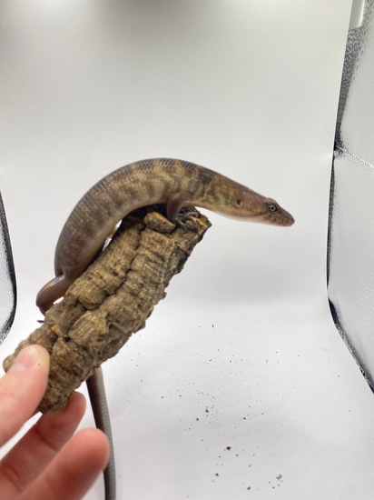 Solomon Island Ground Skink More Skink by Jax's Exotics