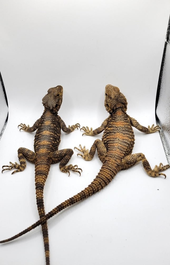 CB Clown Agamas More Lizard by Jax's Exotics - MorphMarket
