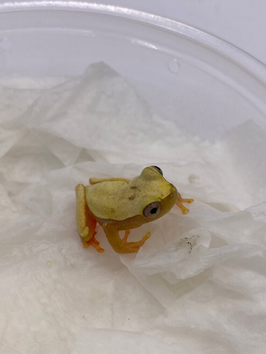 Rare Peruvian Clown Tree Frog Other Tree Frog by Jax's Exotics ...