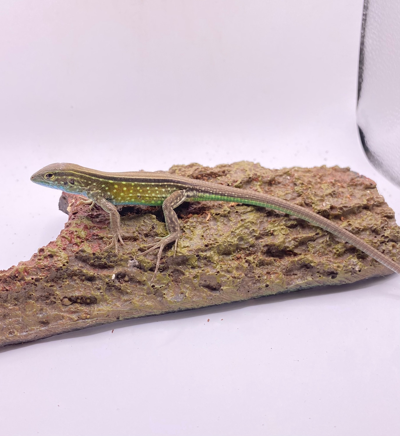 Rainbow Whiptails More Lizard by Jax's Exotics - MorphMarket