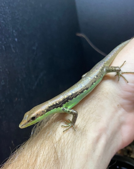 Fat Green Belly Tree Skinks More Skink by Jax's Exotics