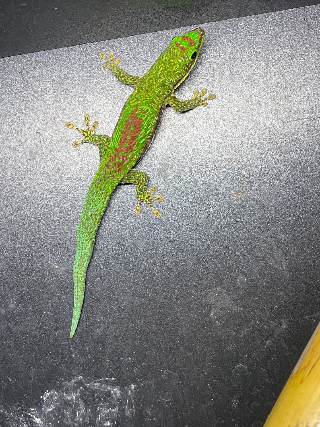 Lined Day Gecko by Jax's Exotics - MorphMarket