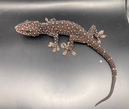 Jax's Exotics - MorphMarket