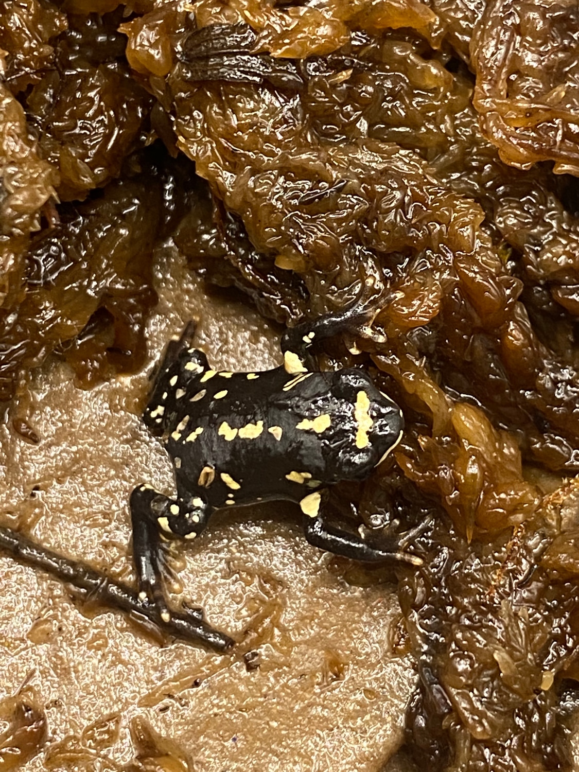 Bumblebee (Group Of 4) Toad by Jax's Exotics - MorphMarket