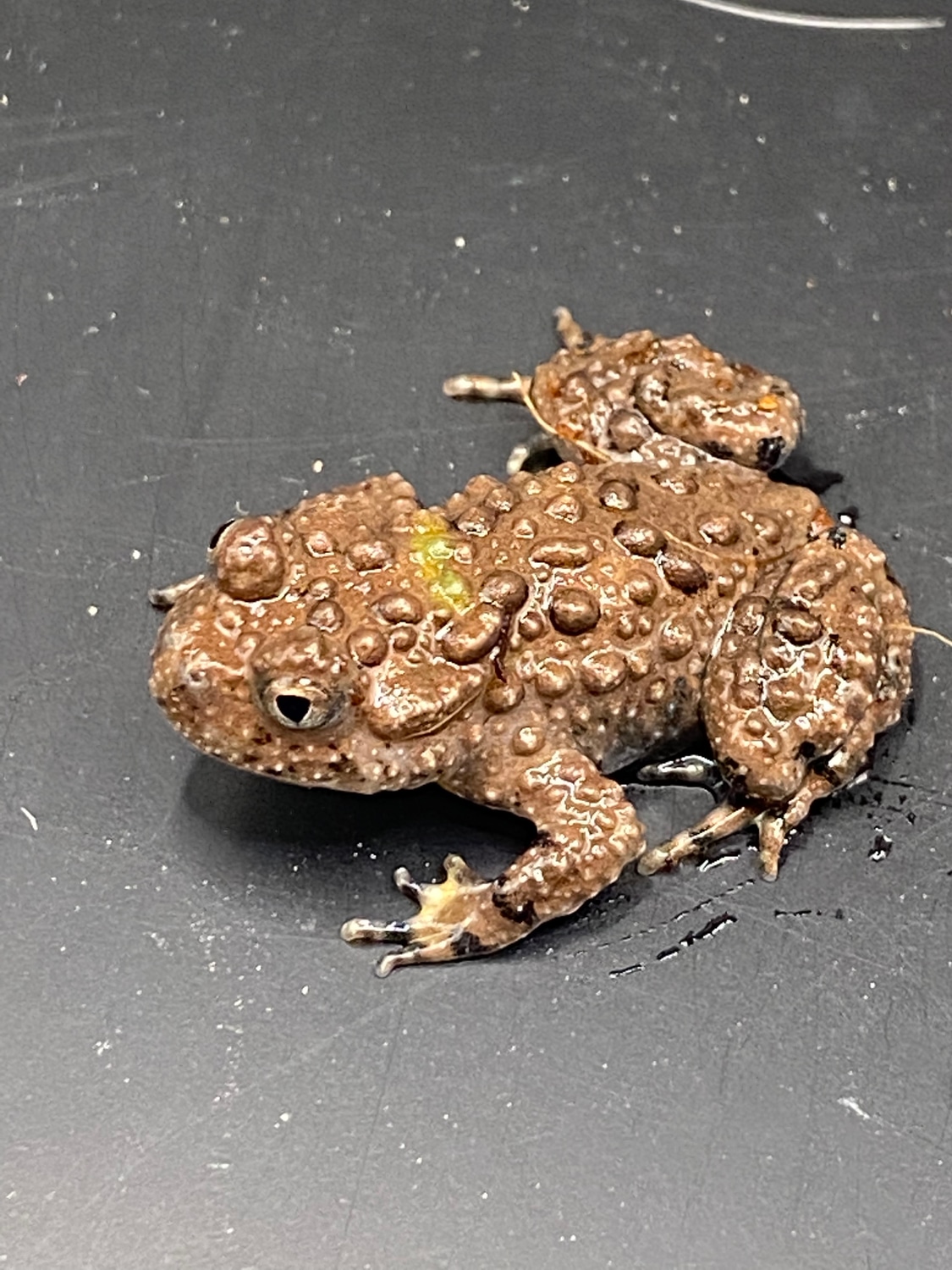 Bombina Maxima Toad by Jax's Exotics - MorphMarket