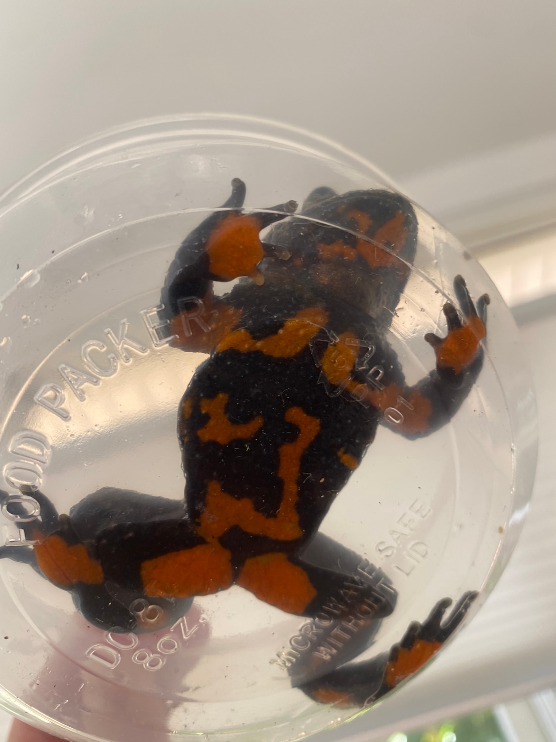 Bombina Microdeladigitora Toad by Jax's Exotics - MorphMarket