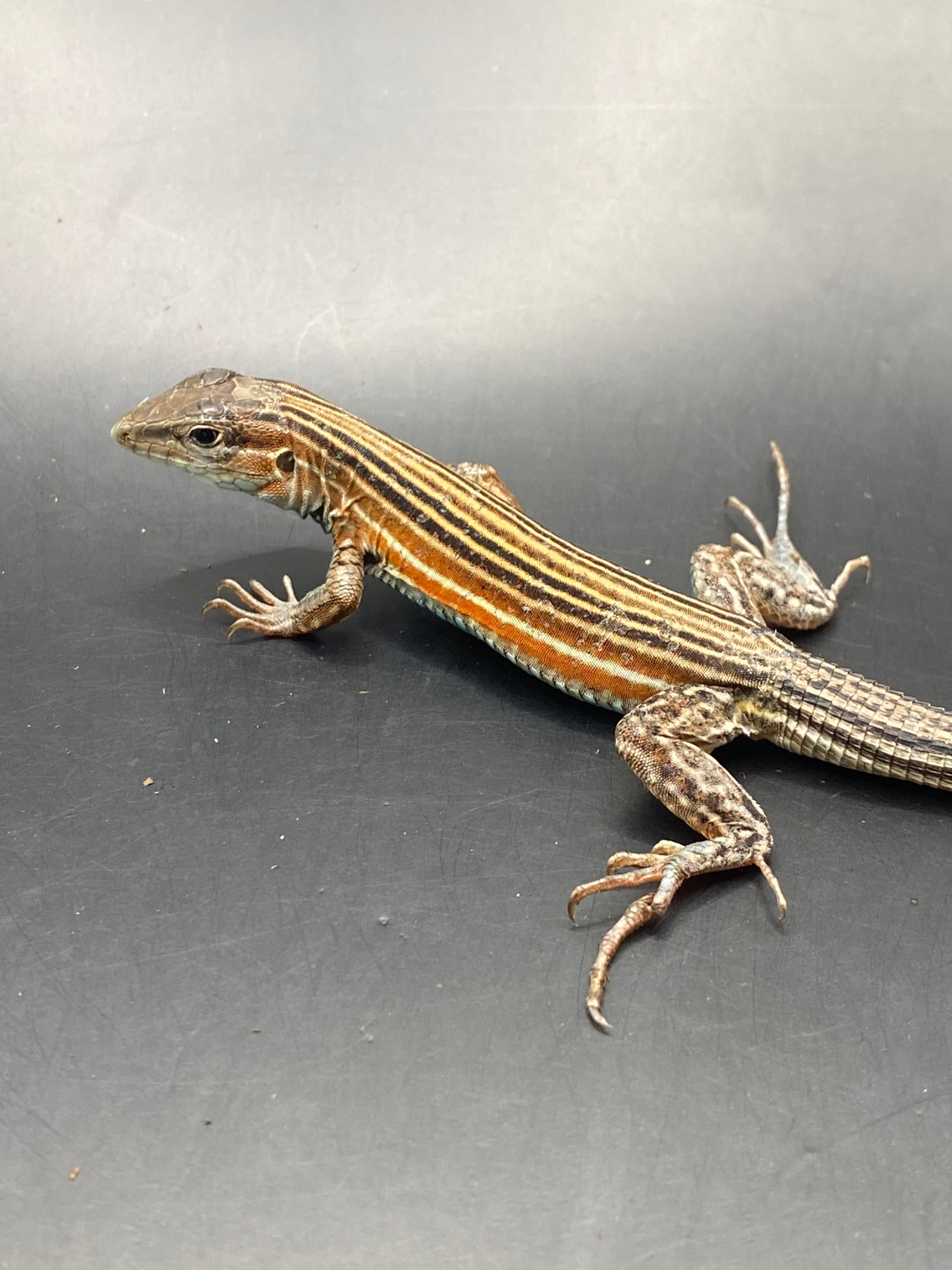 Rainbow Racerunner Ameiva More Lizard by Jax's Exotics - MorphMarket