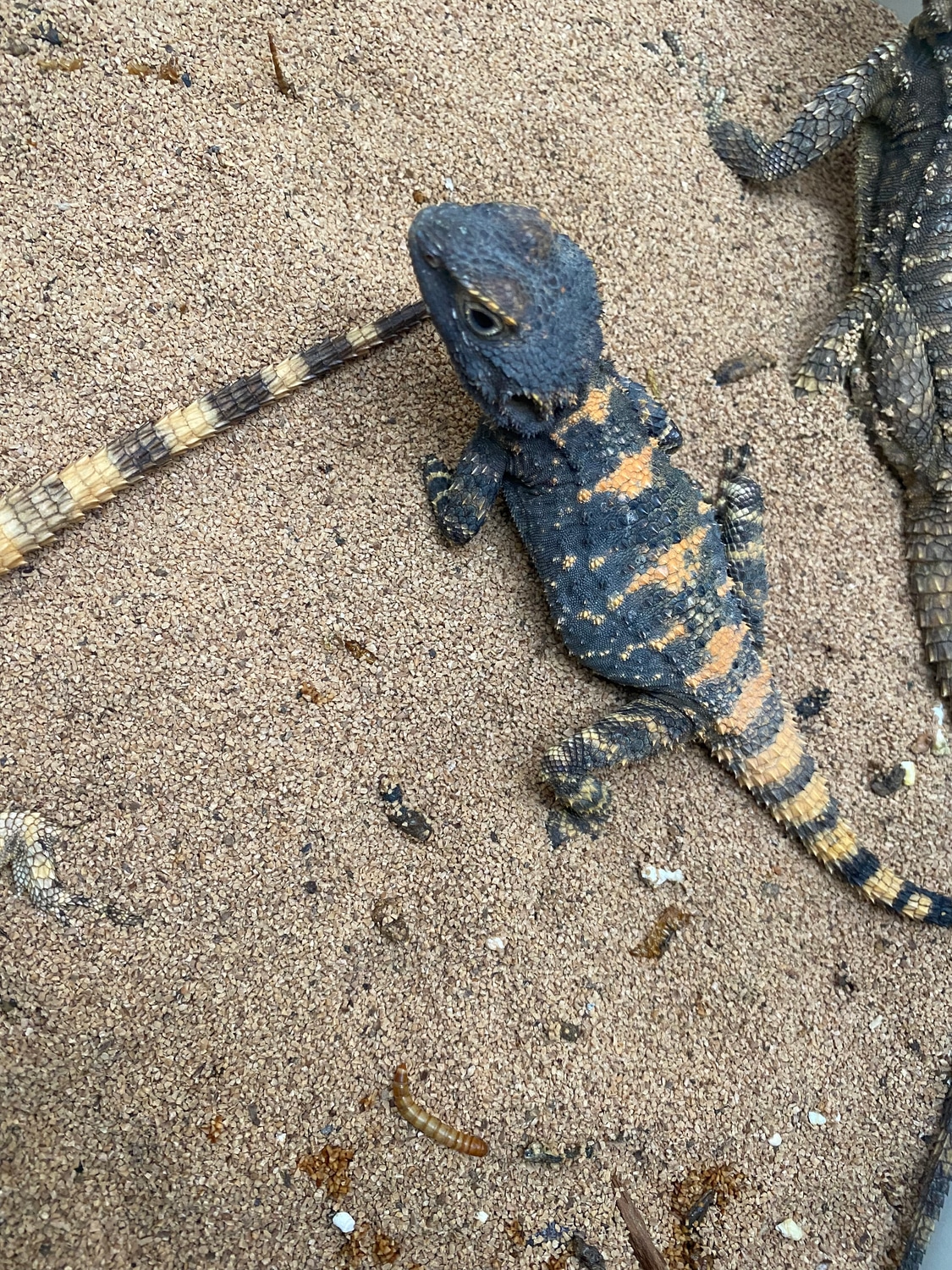 Clown Agama (Dark Pattern) More Lizard by Jax's Exotics - MorphMarket