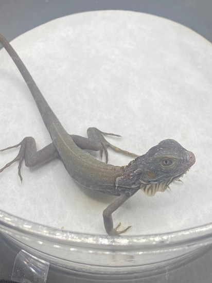 Purple Passion Iguana Other Iguana by Jax's Exotics