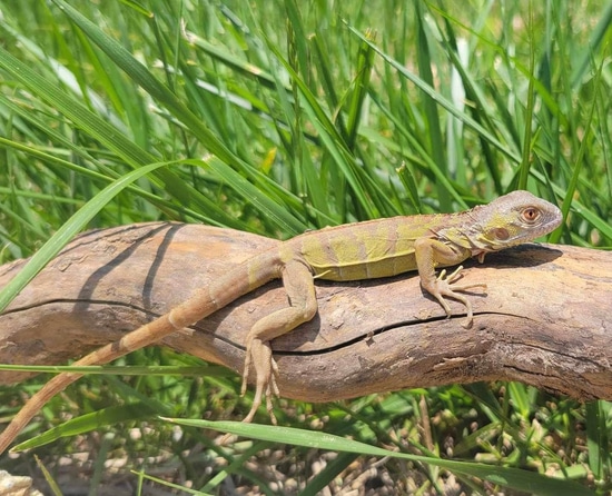 Orange Zero “Sunburst” Iguana Other Iguana by Jax's Exotics