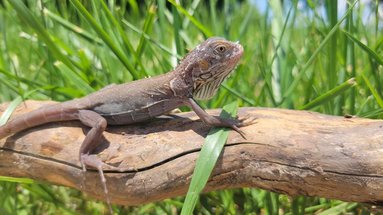 Purple Zero Other Iguana by Jax's Exotics - MorphMarket