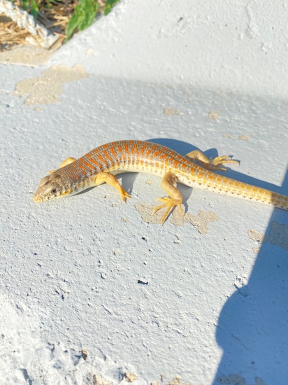 Schneider Skink More Skink by Jax's Exotics